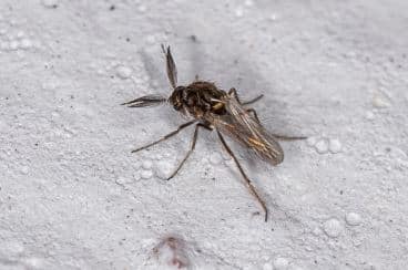 No-See-Ums | Bug Database | Hulett Environmental Services