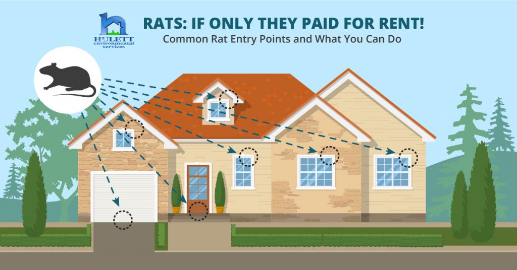 Common Rat Entry Points | Hulett Environmental Services