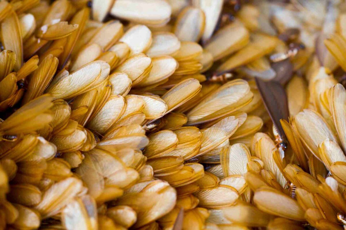 What You Need To Know About Termite Swarmers | Hulett Blog