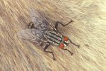 Flesh Flies Facts & Information | Hulett Pest Control