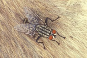 Flesh Flies Facts & Information | Hulett Pest Control