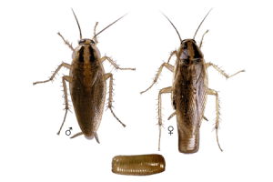 Cockroaches Facts & Information | Hulett Pest Control