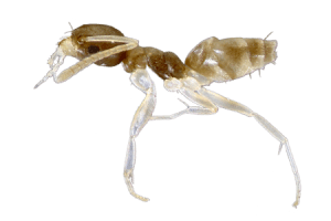 Ants Facts & Information | Hulett Pest Control