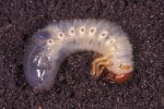 Grub Worms Facts & Information | Hulett Pest Control