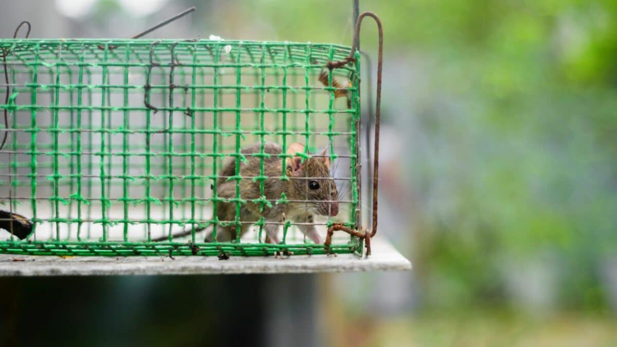 Why DIY Rodent Control Doesn't Work in South Florida | Bugs.com