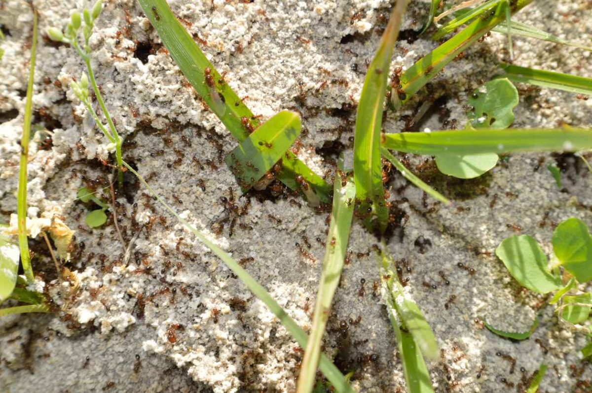 Landscaping for Ant Control | Hulett Environmental Services