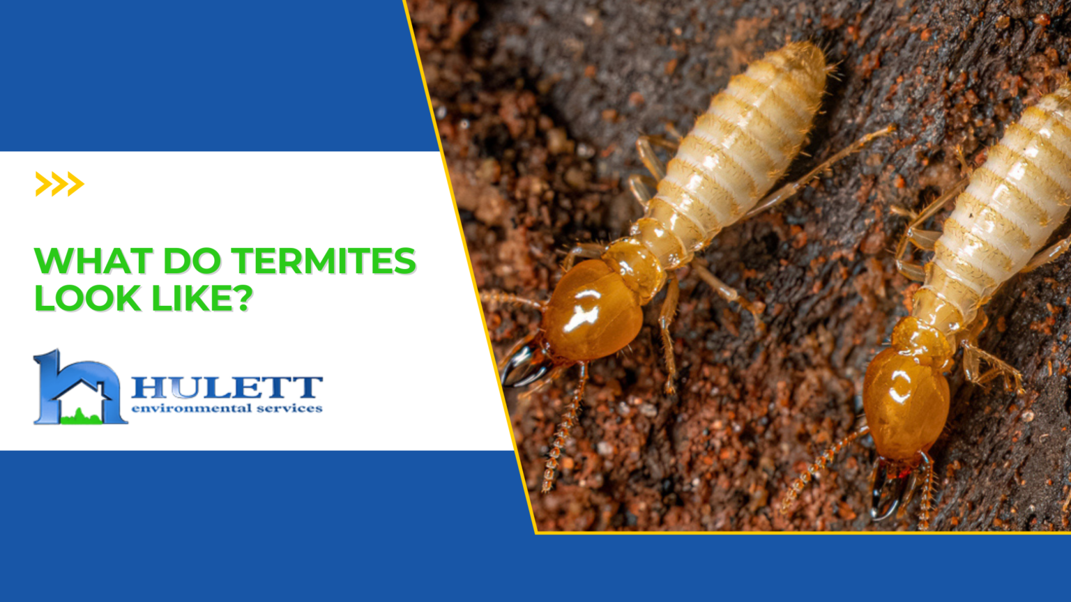 What Do Termites Look Like? | Hulett Environmental Services