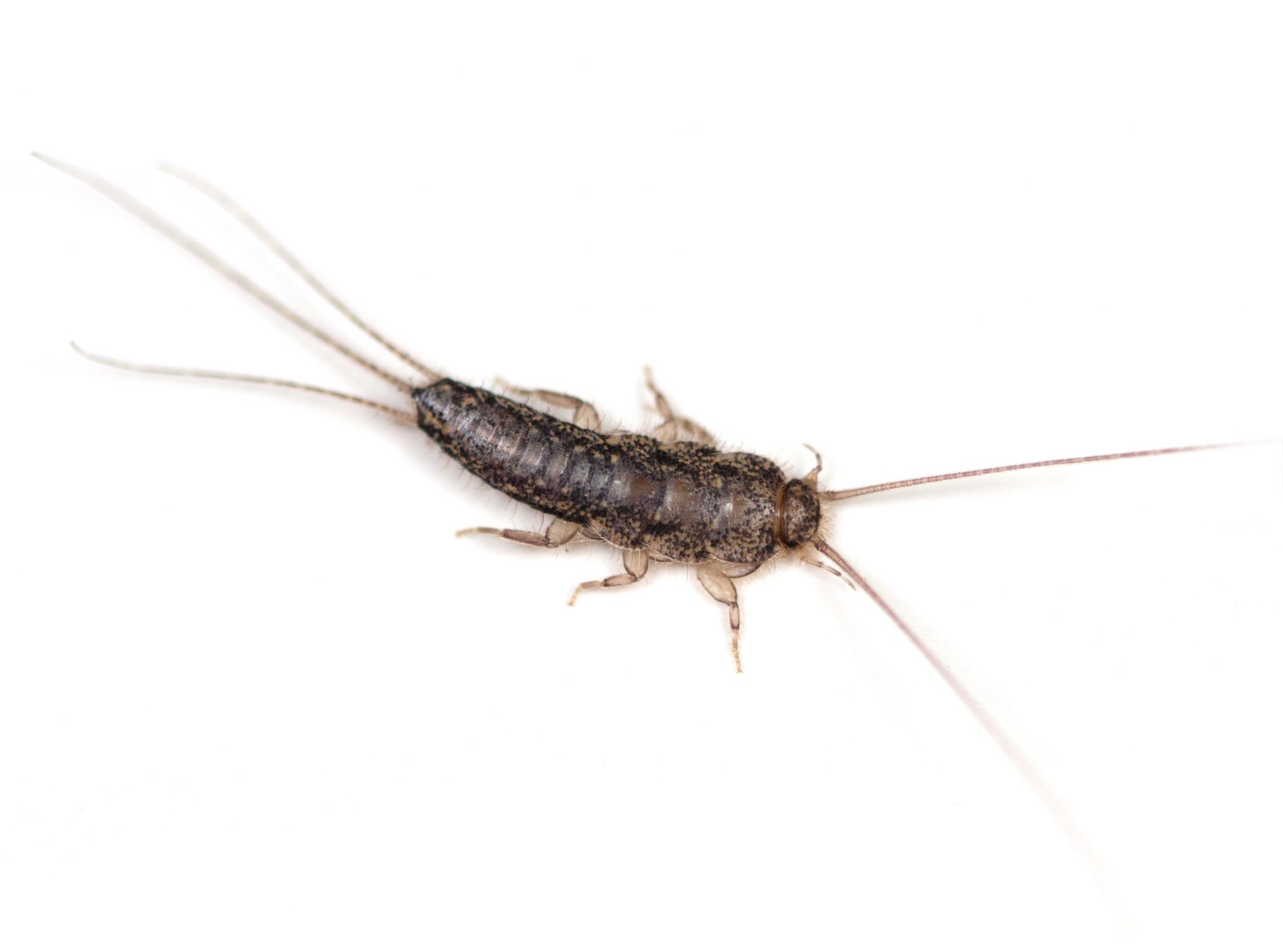 Silverfish - Bug Database | Hulett Environmental Services
